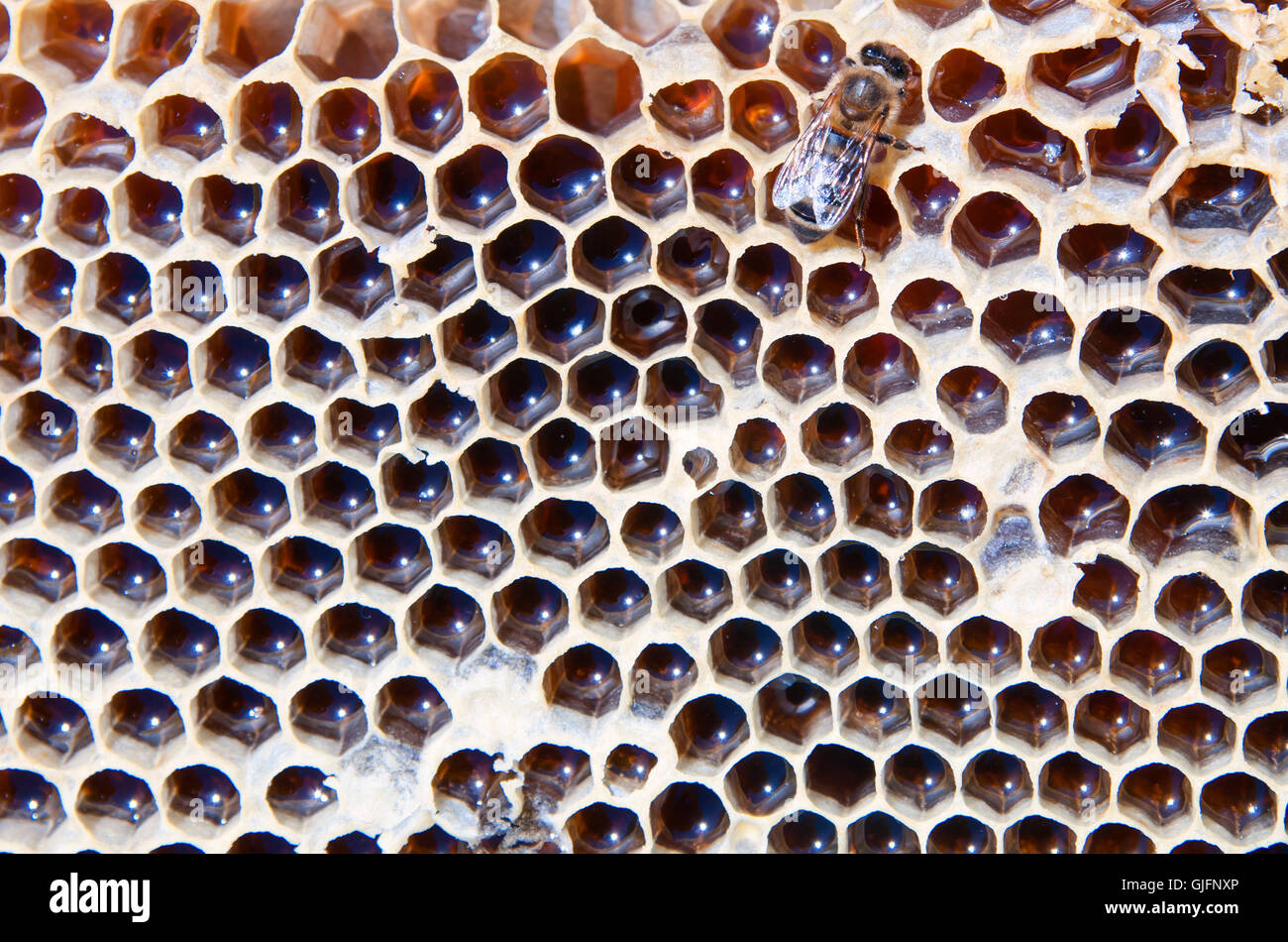 Honeycombs with honey hi-res stock photography and images - Alamy