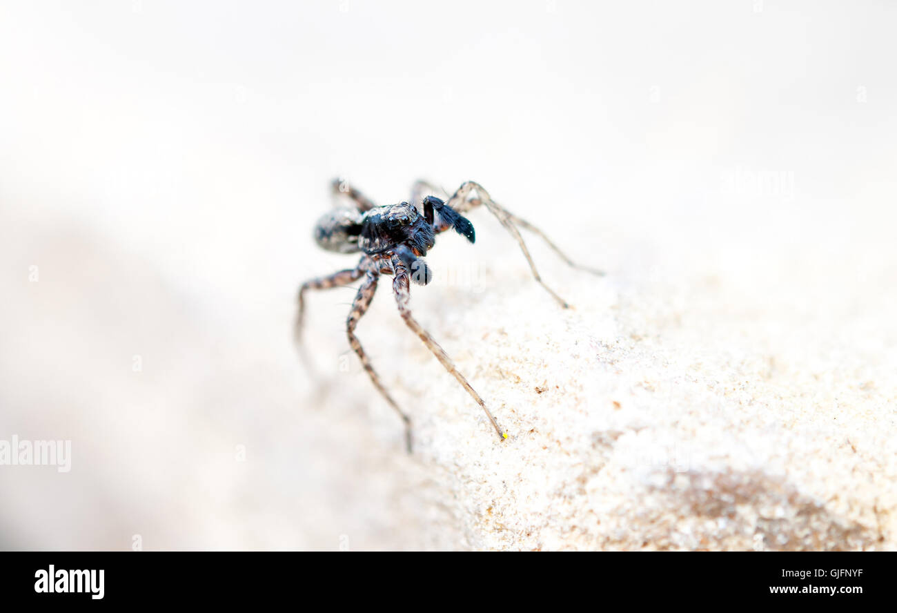 spider on the rock Stock Photo - Alamy