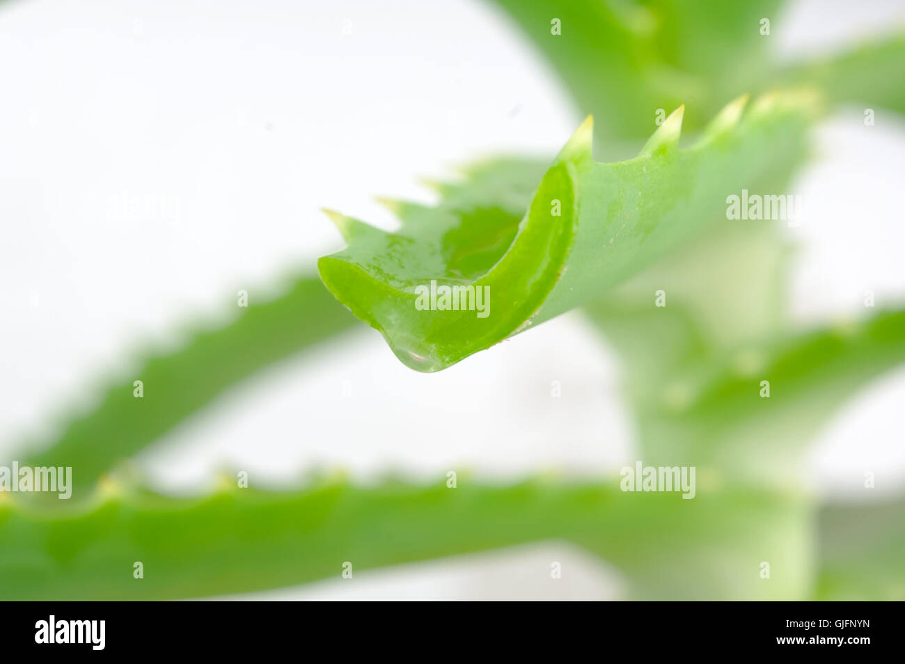 aloe leaf with drop, isolated on white Stock Photo - Alamy