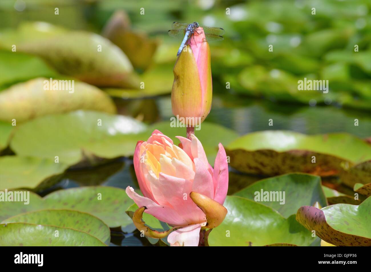 Dragonfly on a Water Lily Stock Photo - Alamy