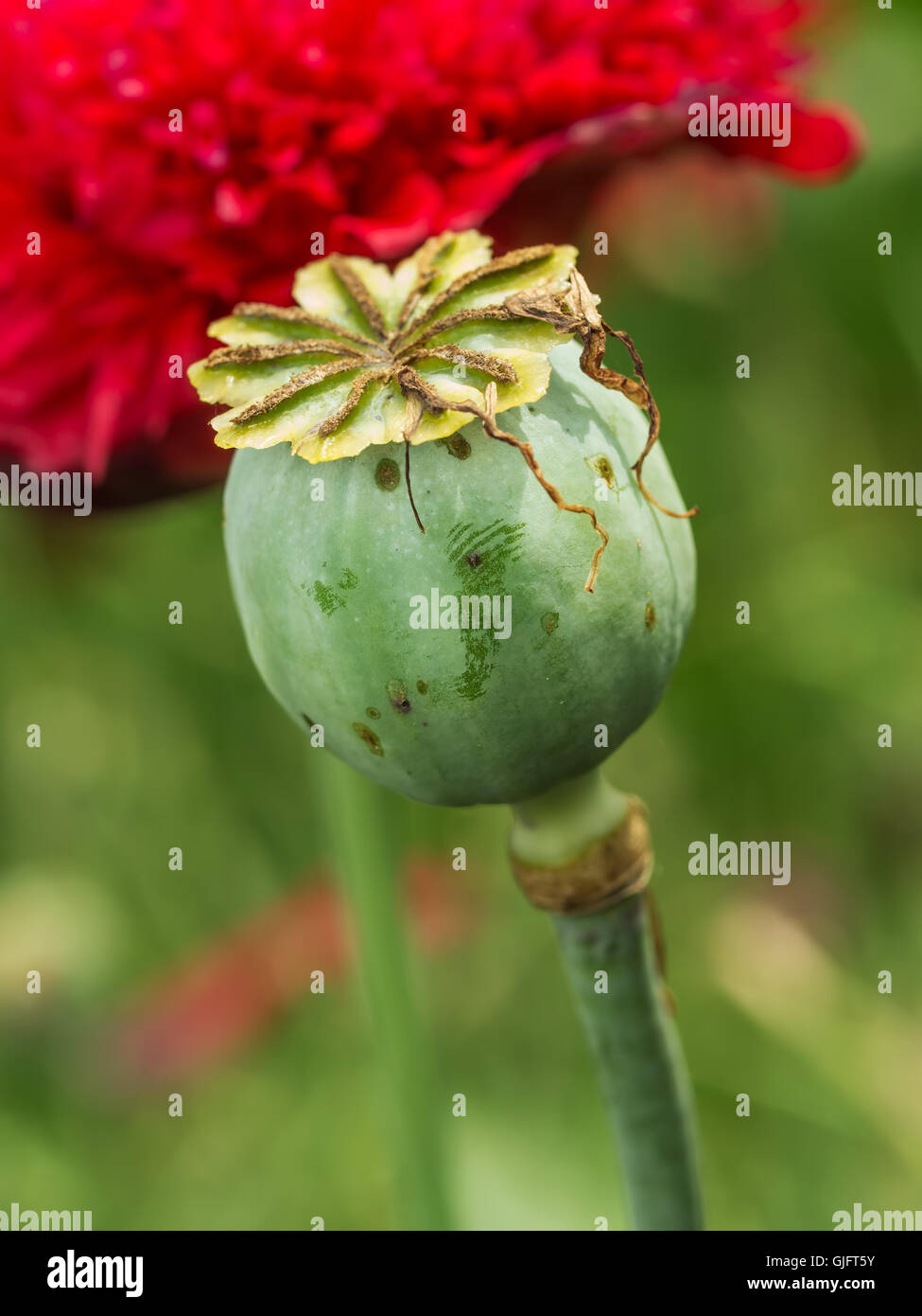 Red Opium Poppy Field