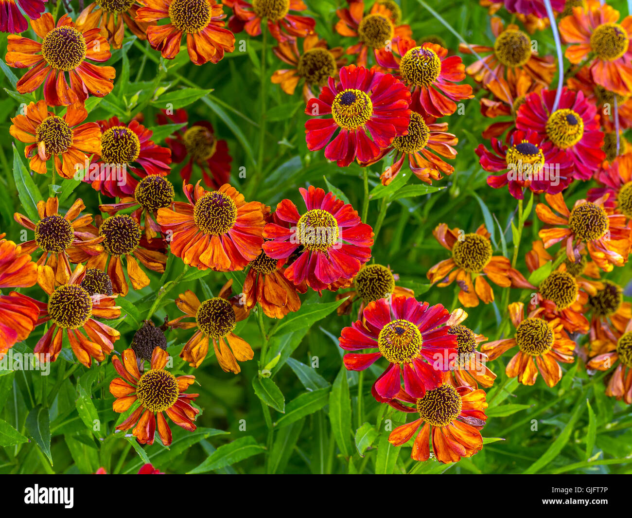 Bunch of Helenium autumnale flowers shot from above Stock Photo - Alamy