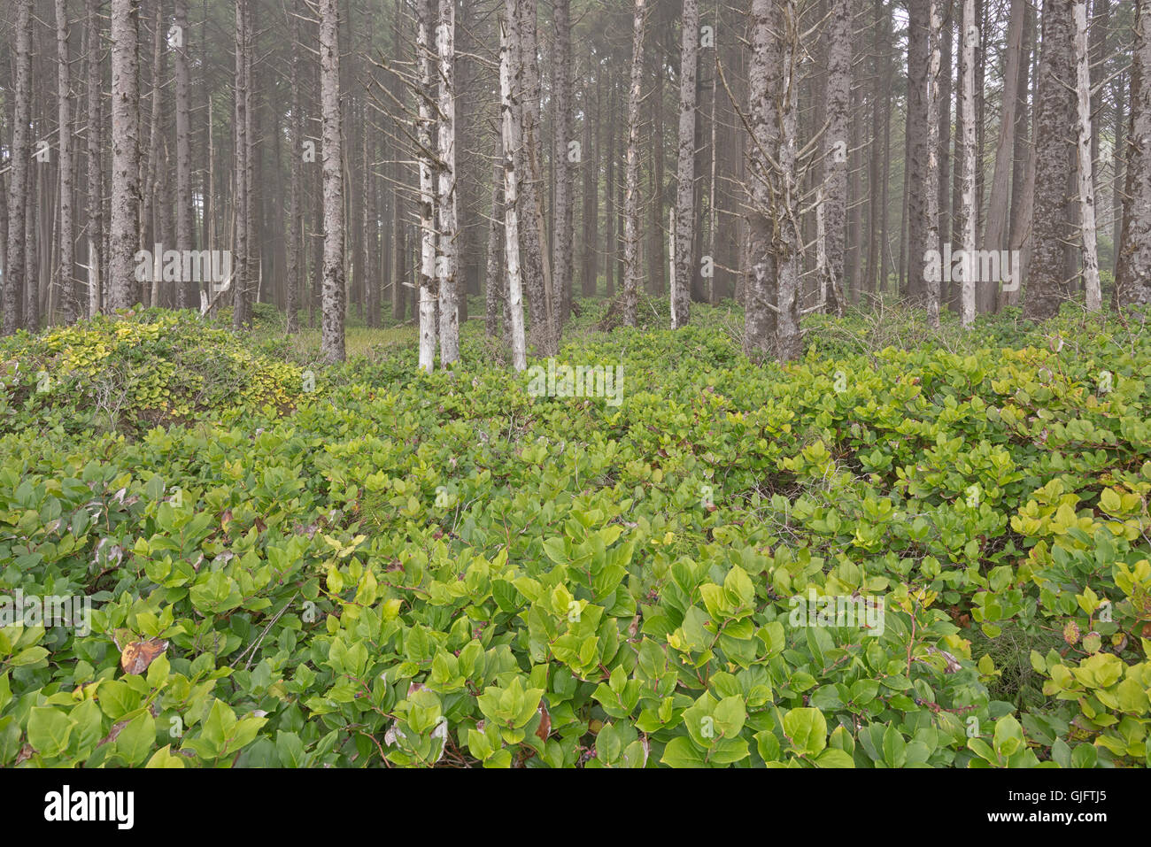 Parks fog and nature along the Oregon coast Stock Photo - Alamy