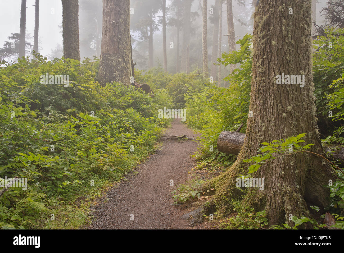Oregon state parks woodland in fog Stock Photo - Alamy