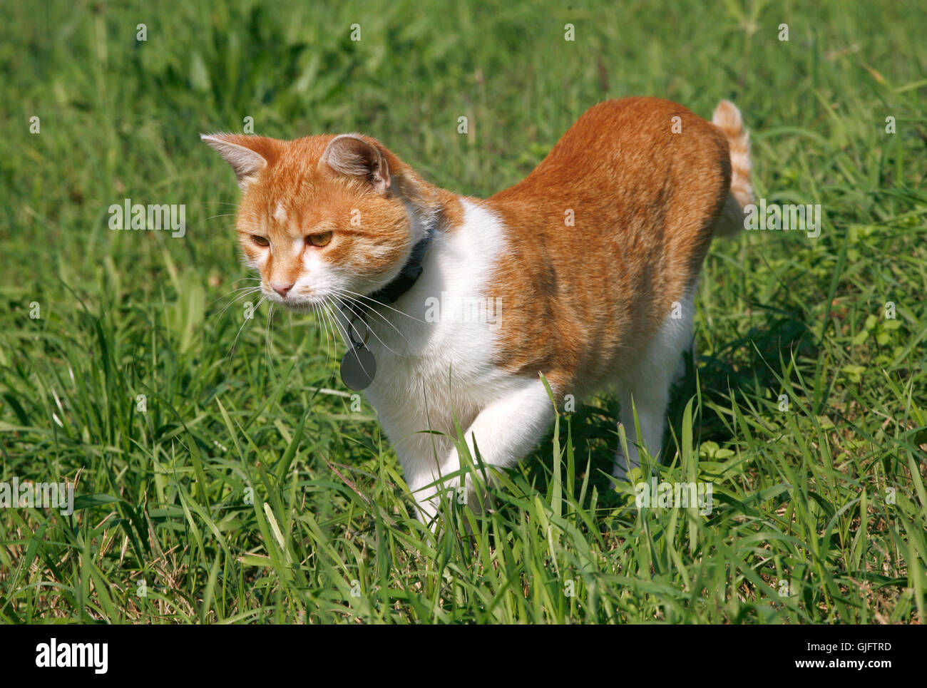 Domestic cat is hunting mice in the field Stock Photo - Alamy