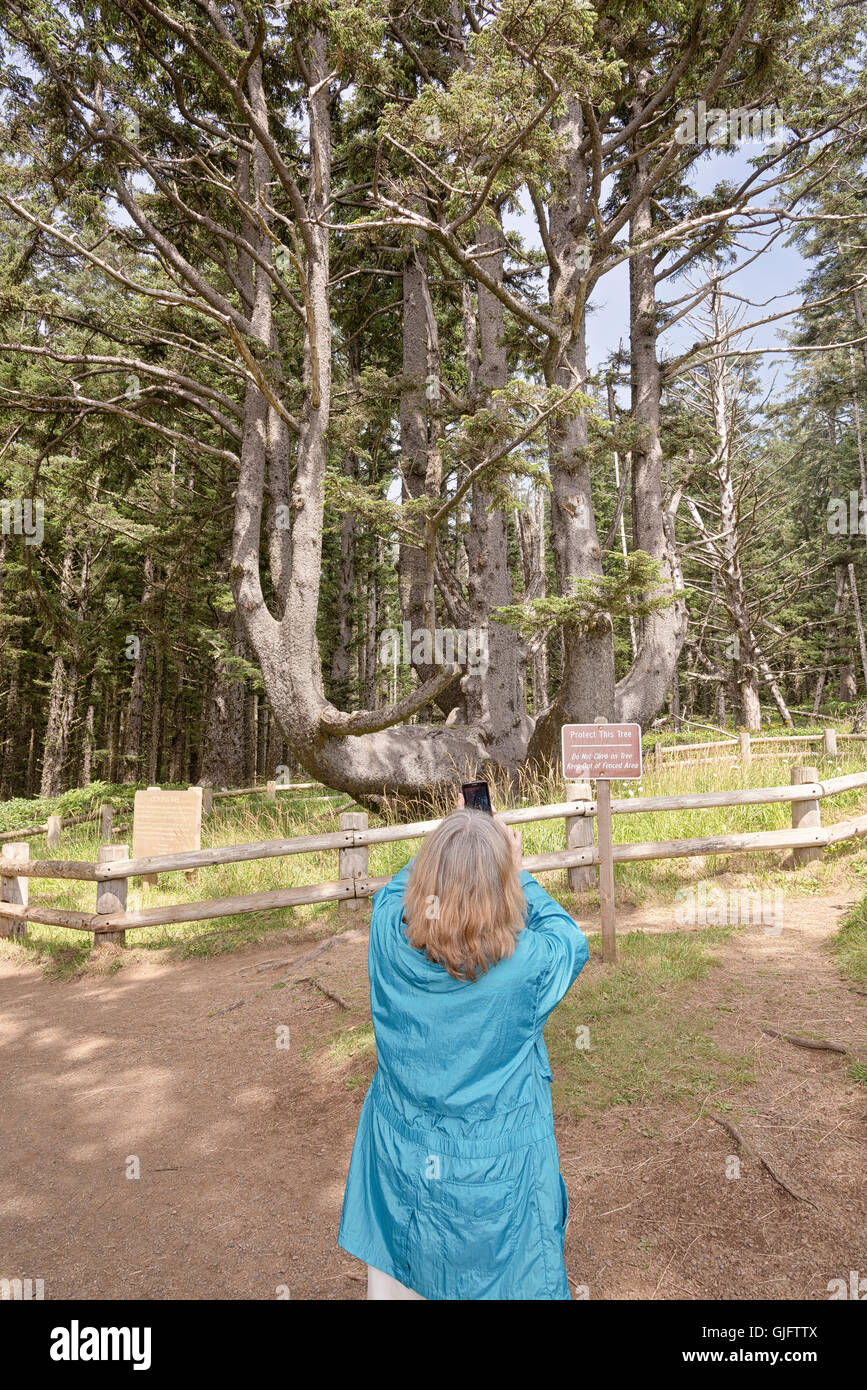 Taking a snapshot at a tree on the Oregon forest Stock Photo - Alamy