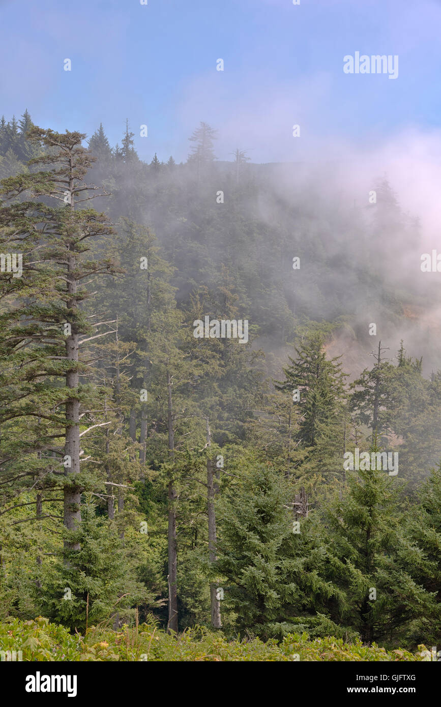Pine trees fog hi-res stock photography and images - Alamy