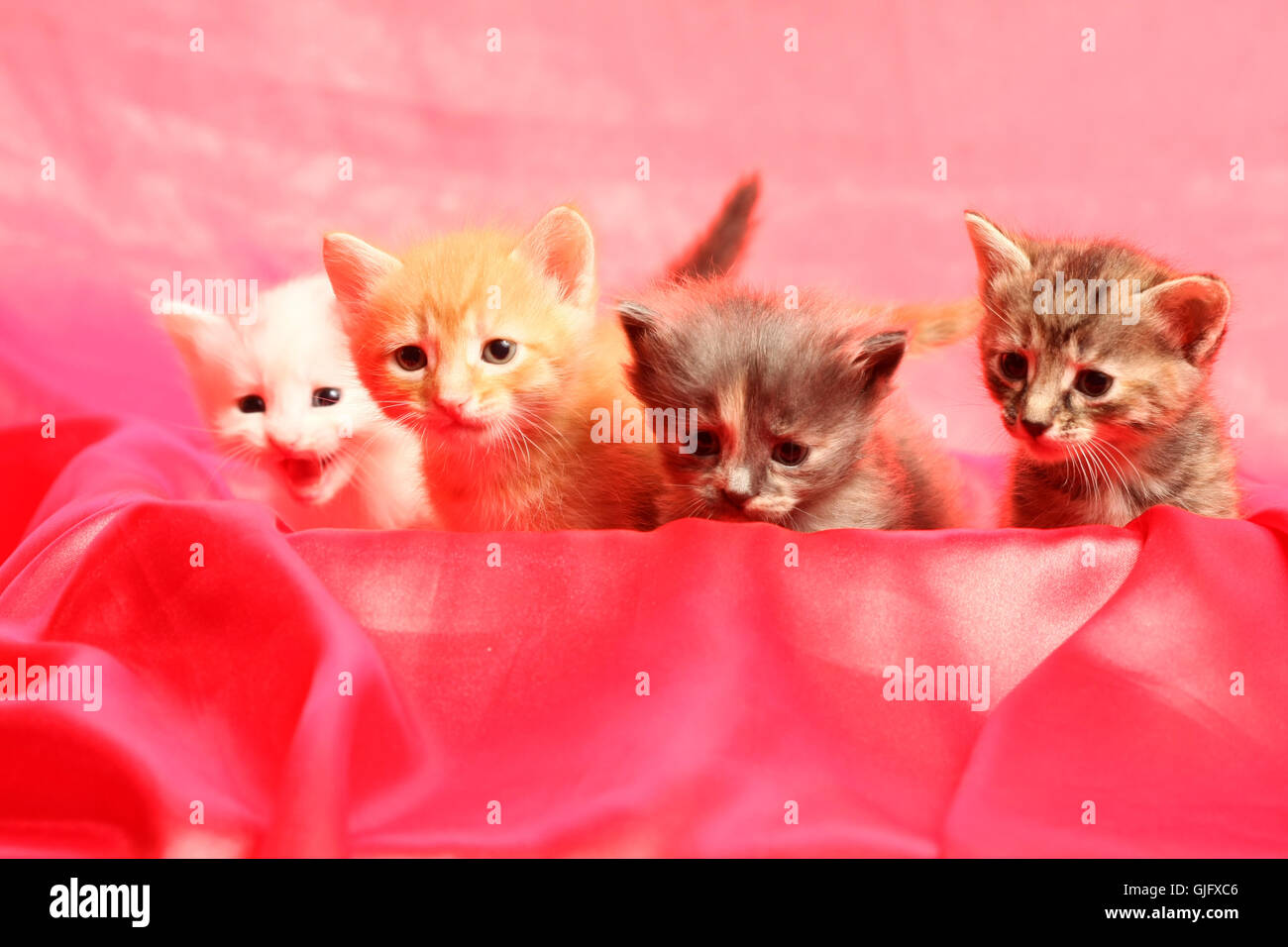 Four cat kittens sitting hi-res stock photography and images - Alamy