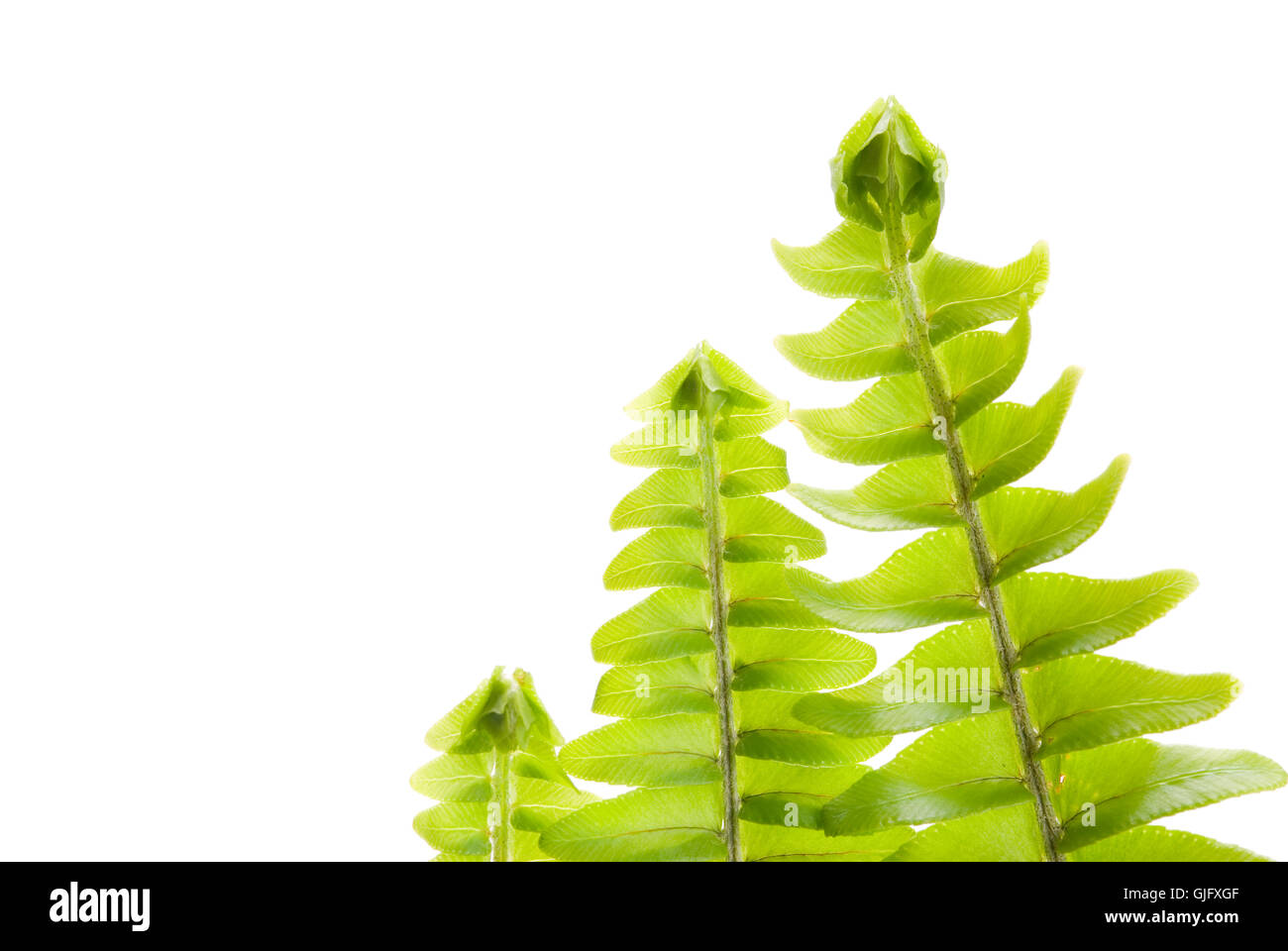 New green vegetation hi-res stock photography and images - Alamy
