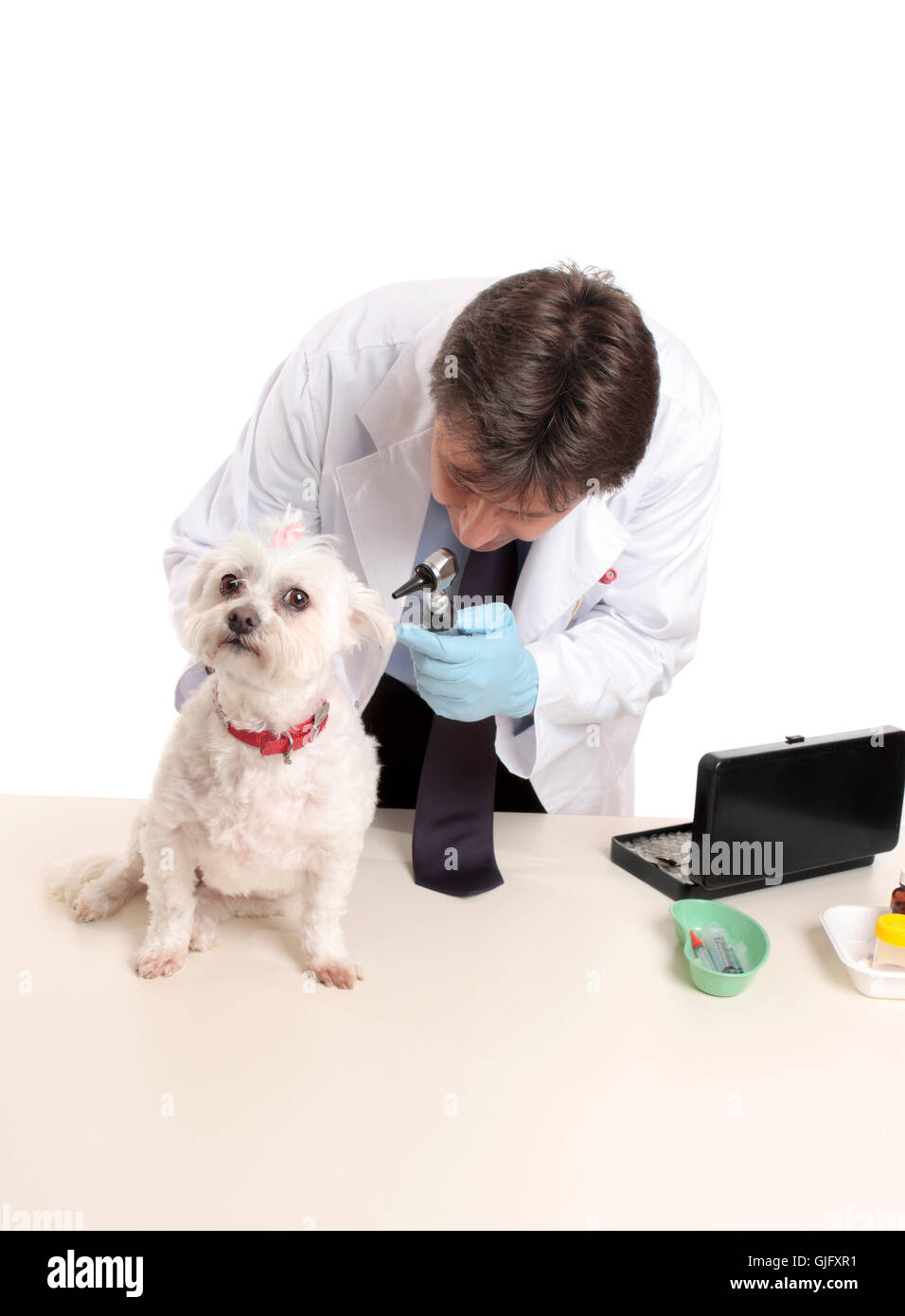 Veterinarian at work Stock Photo - Alamy