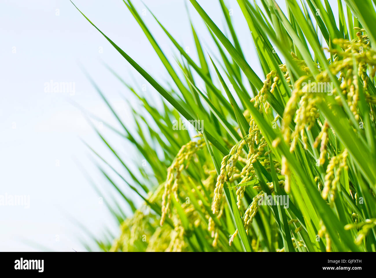 Rice harvest, paddy rice farm Stock Photo - Alamy