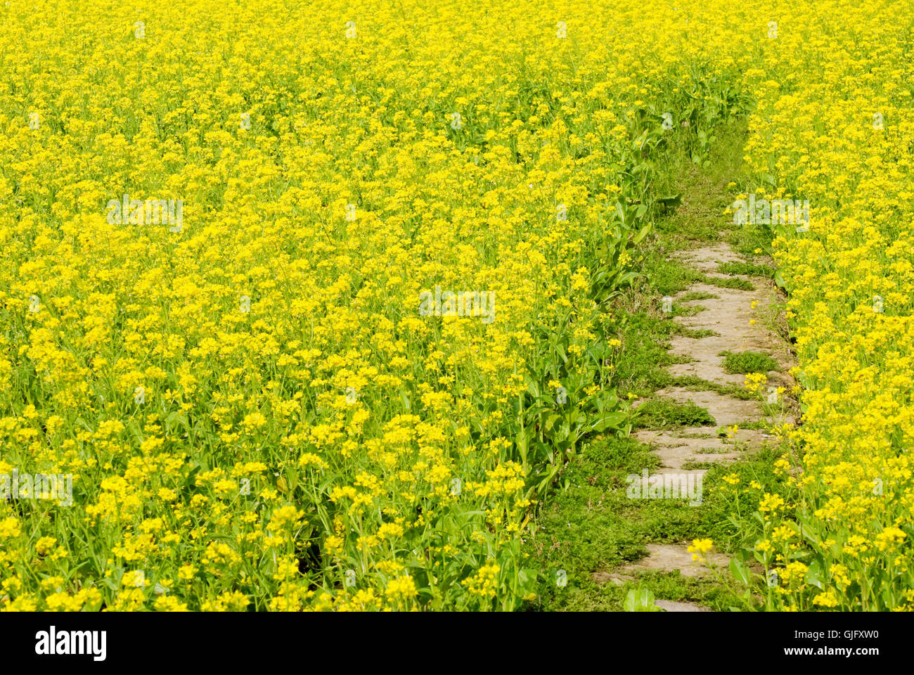 footpath through yellow flower farm Stock Photo - Alamy