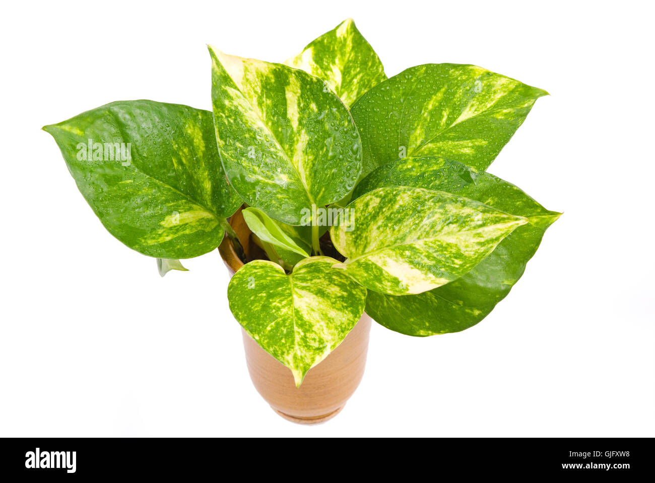 Isolated pothos in Pottery vase Stock Photo - Alamy