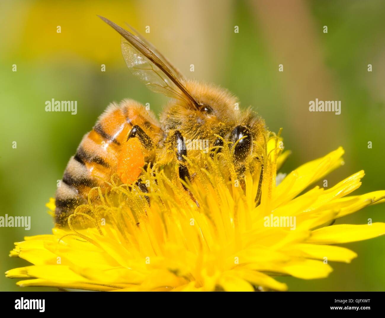 Bee active hi-res stock photography and images - Alamy