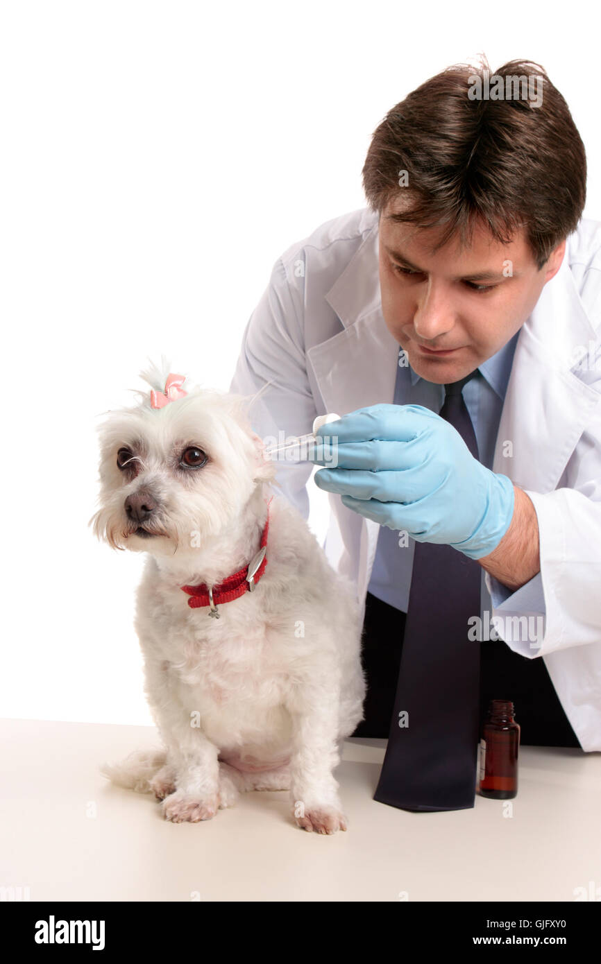 Vet treating a pet dog Stock Photo - Alamy