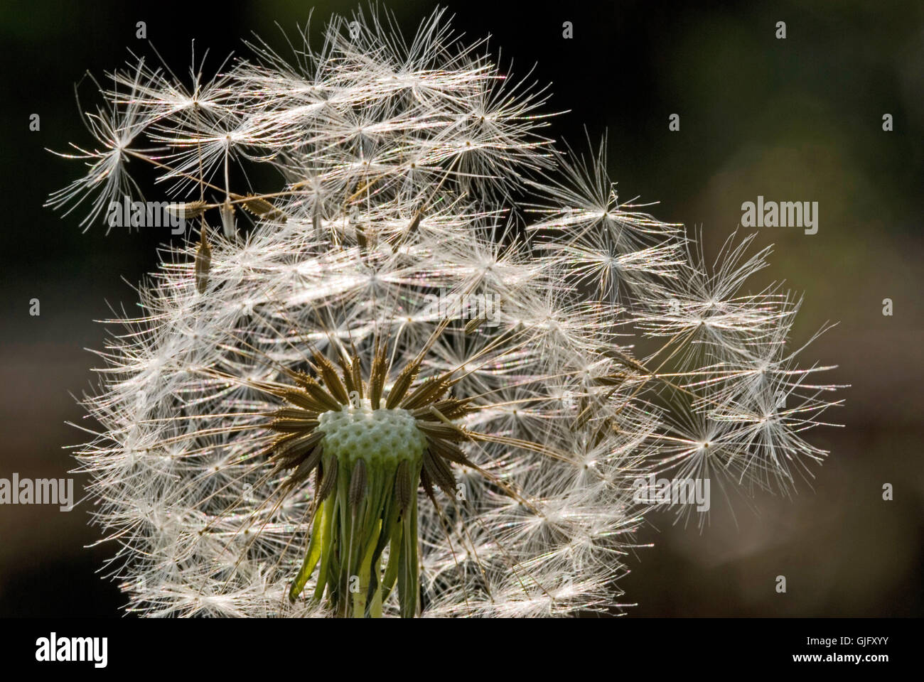 Bulb flower seeds hi-res stock photography and images - Alamy