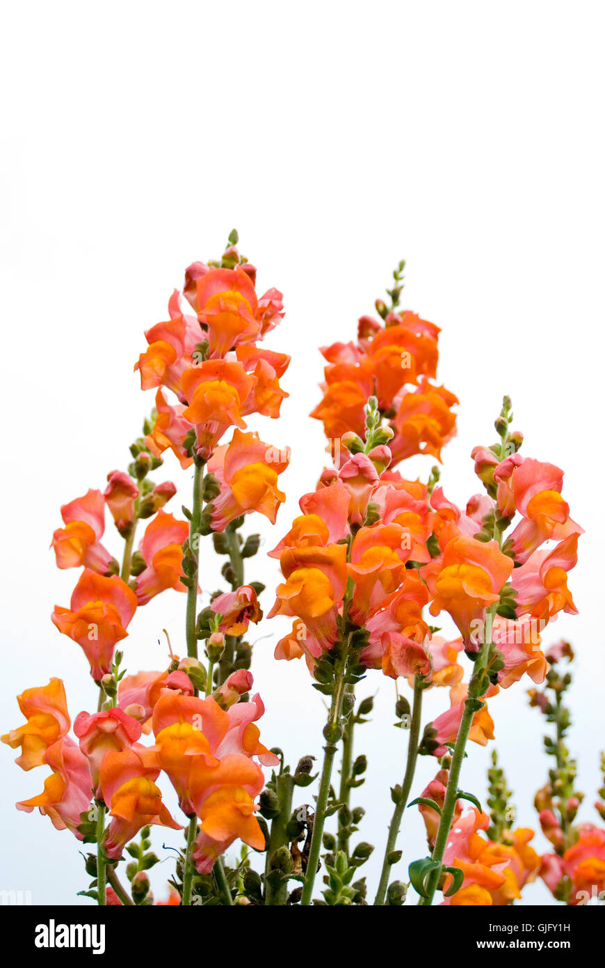 isolated red snapdragon flower Stock Photo - Alamy