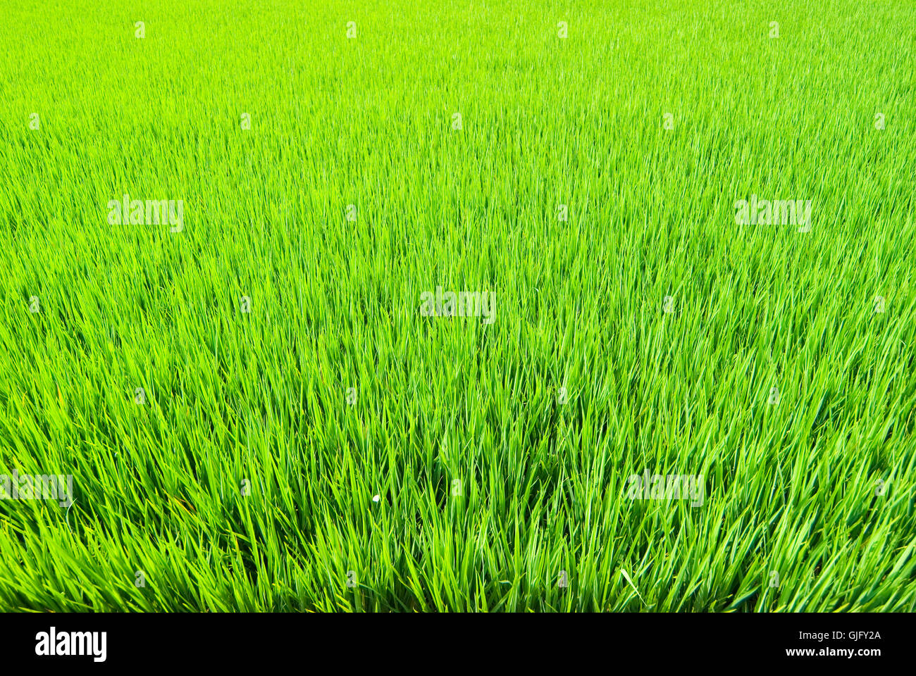 Fresh Grass land Stock Photo - Alamy