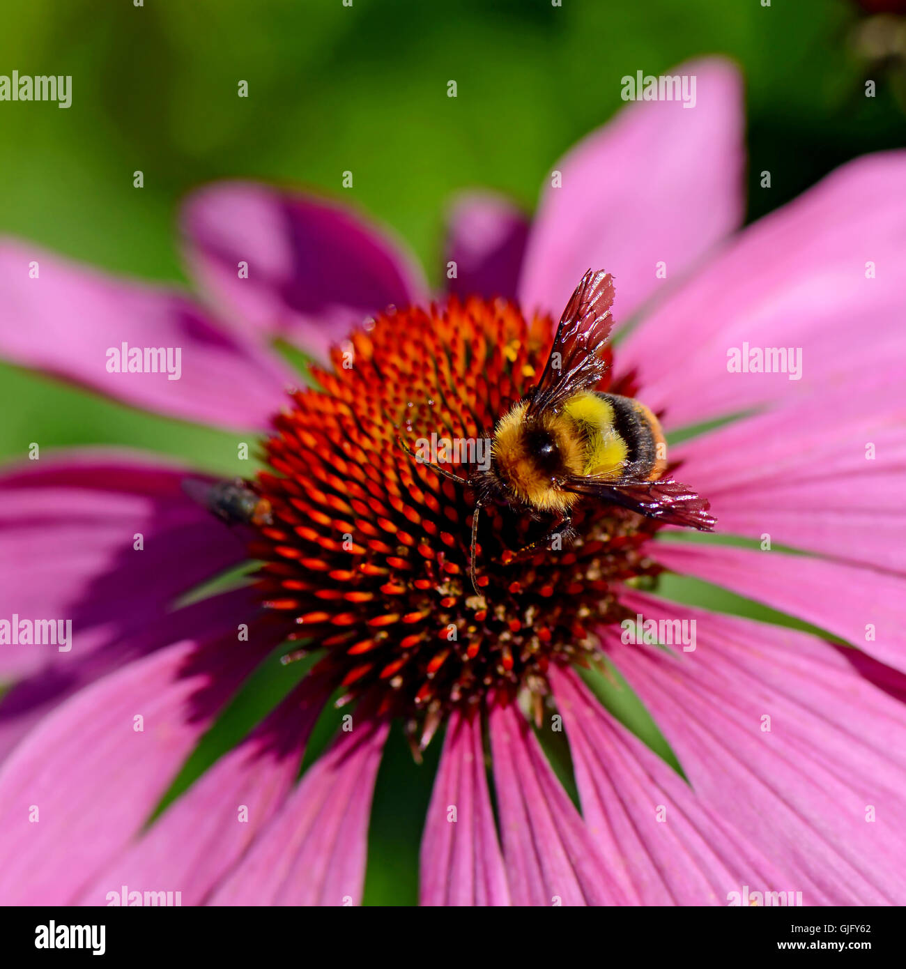 Bumble bee and purple blossom flower Stock Photo - Alamy