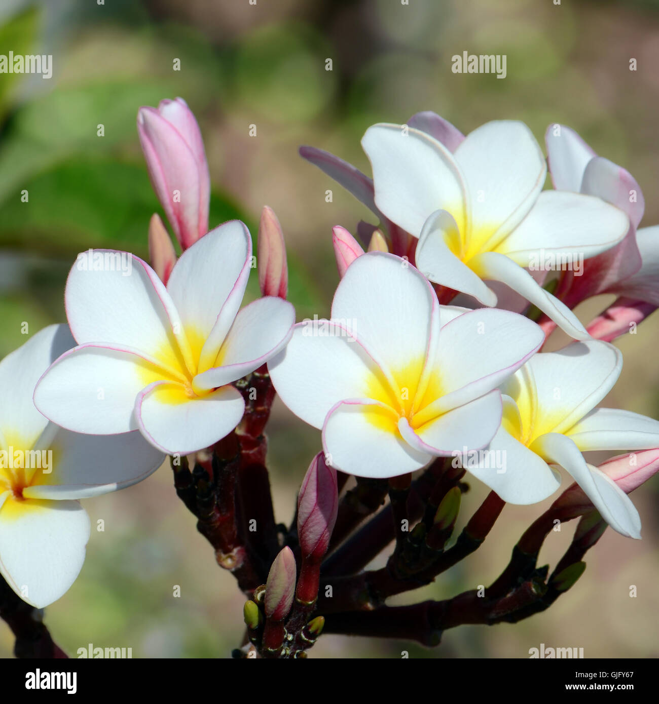 Bali flowers plumeria flowers bali hi-res stock photography and images ...