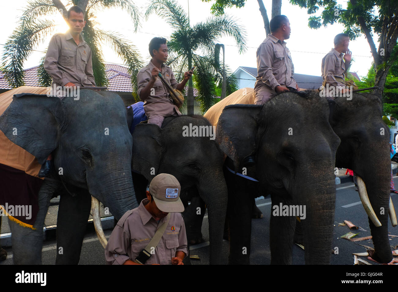 Pekanbaru, Riau, Indonesia, August 9, 2016 - Four elephants from The ...