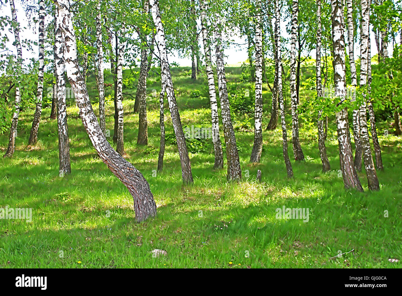 Spring landscape birchwood hi-res stock photography and images - Alamy