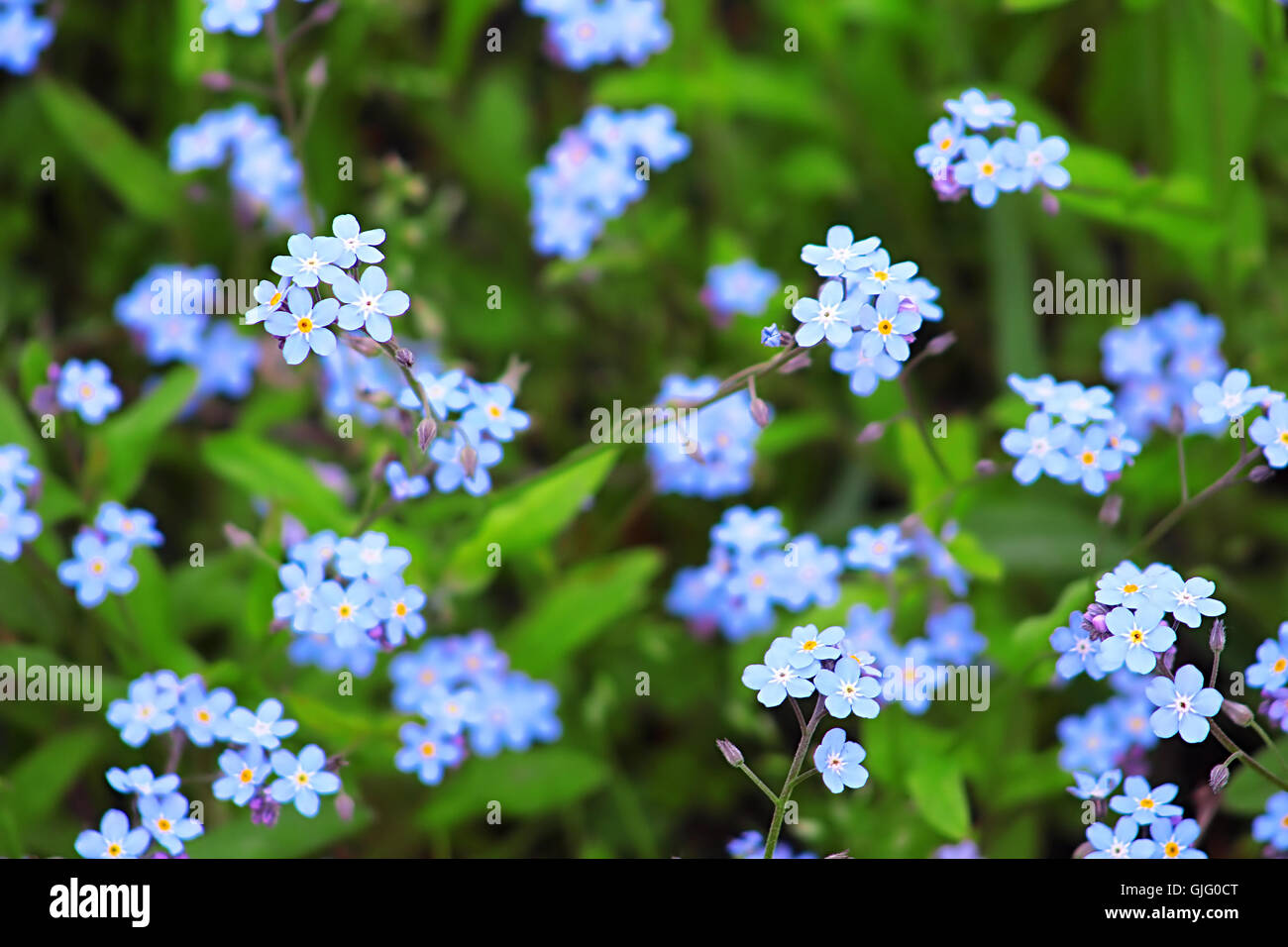 Forget-Me-Not Blue Flowers In Spring Closeup Stock Photo - Alamy
