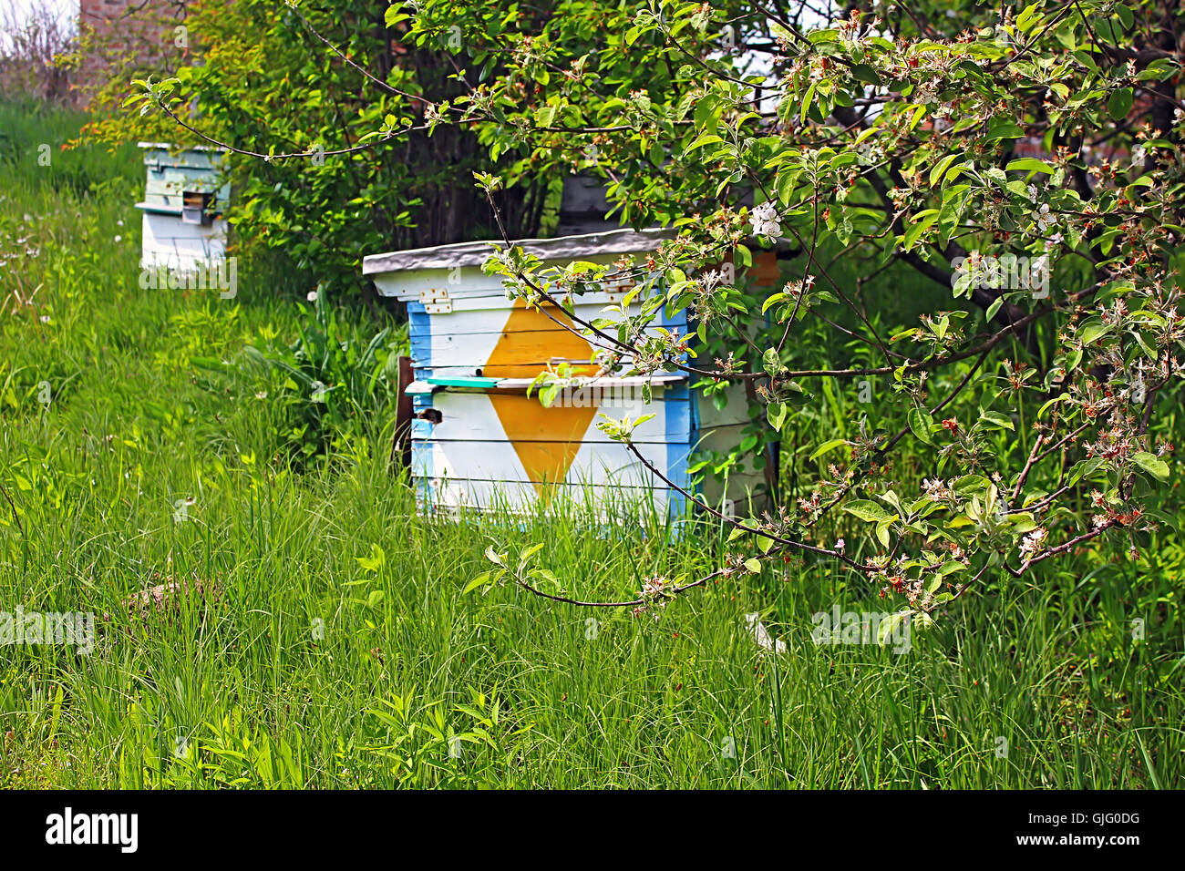 Honey bee hives in spring garden Stock Photo - Alamy