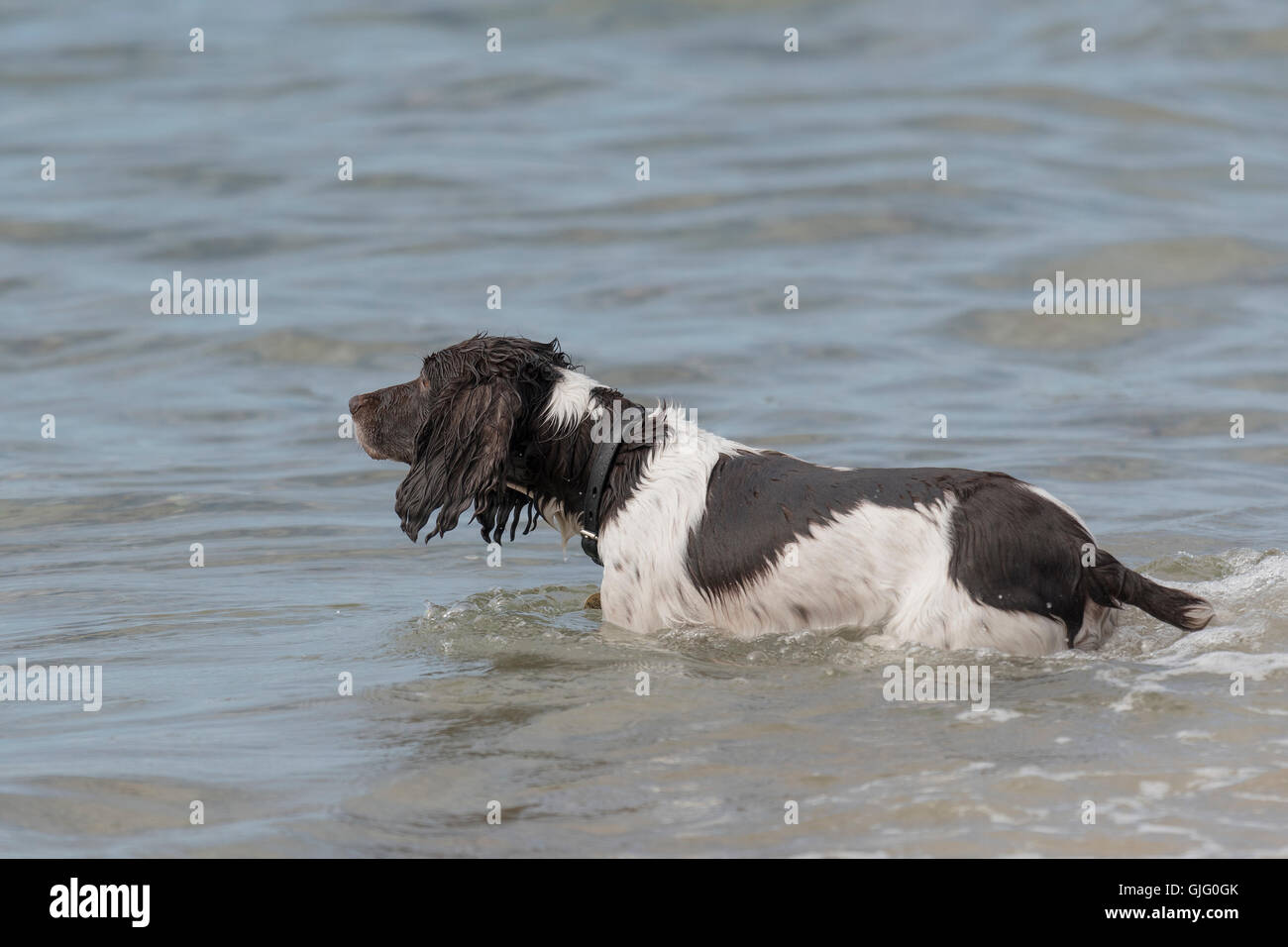 English springer spaniel head hi-res stock photography and images - Alamy