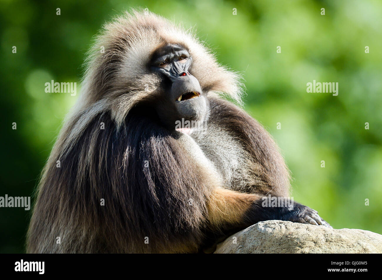 A Gelada baboon relaxes in the hot weather at the new Gelada Rocks ...