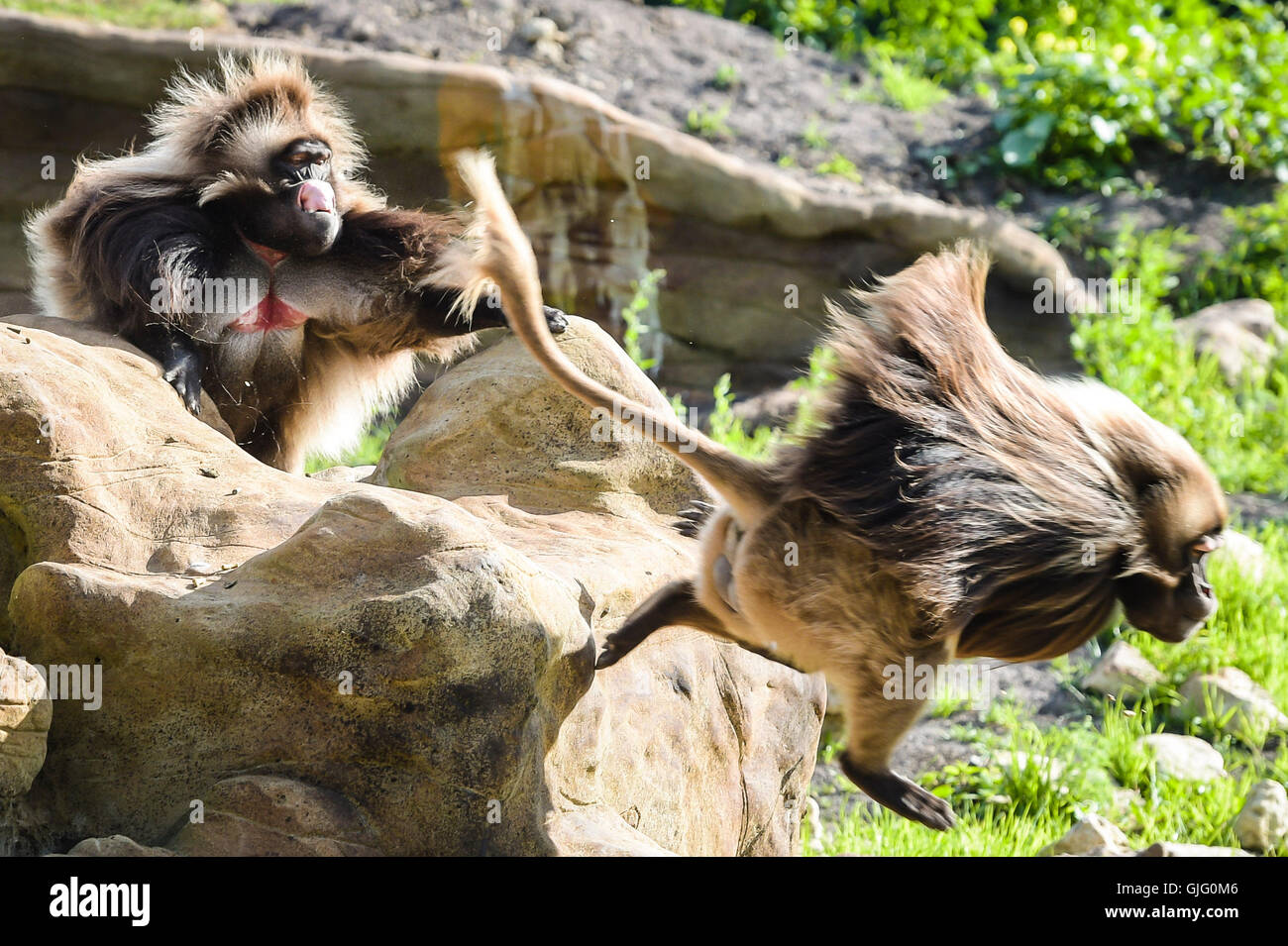 A troop of Gelada baboons play in the hot weather at the new Gelada ...