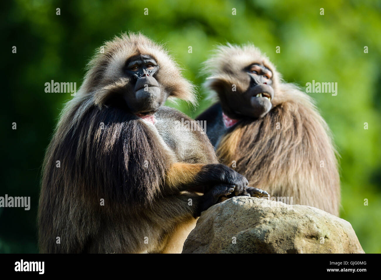 A pair of Gelada baboons relax in the hot weather at the new Gelada ...