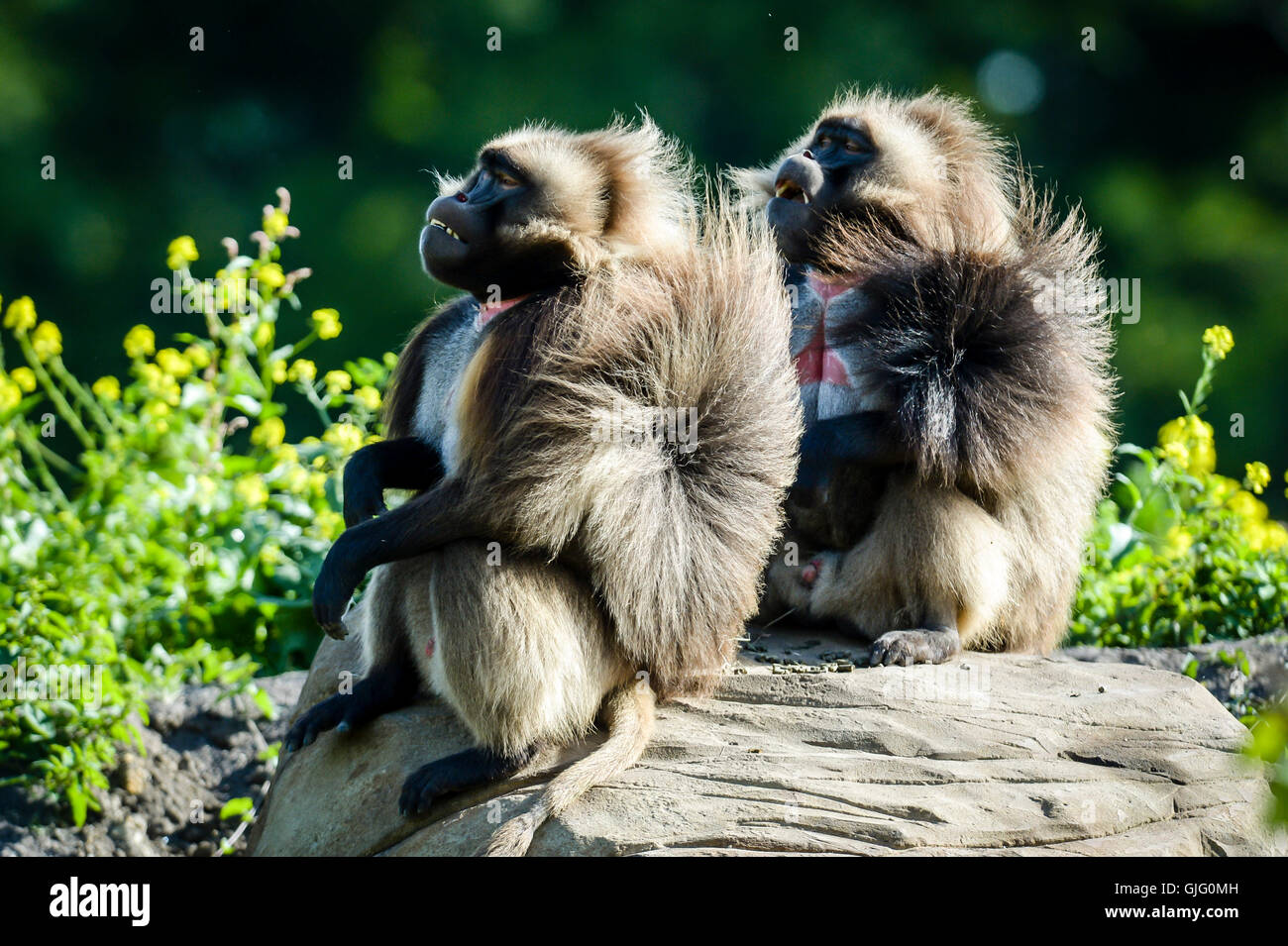 A pair of Gelada baboons relax in the hot weather at the new Gelada ...