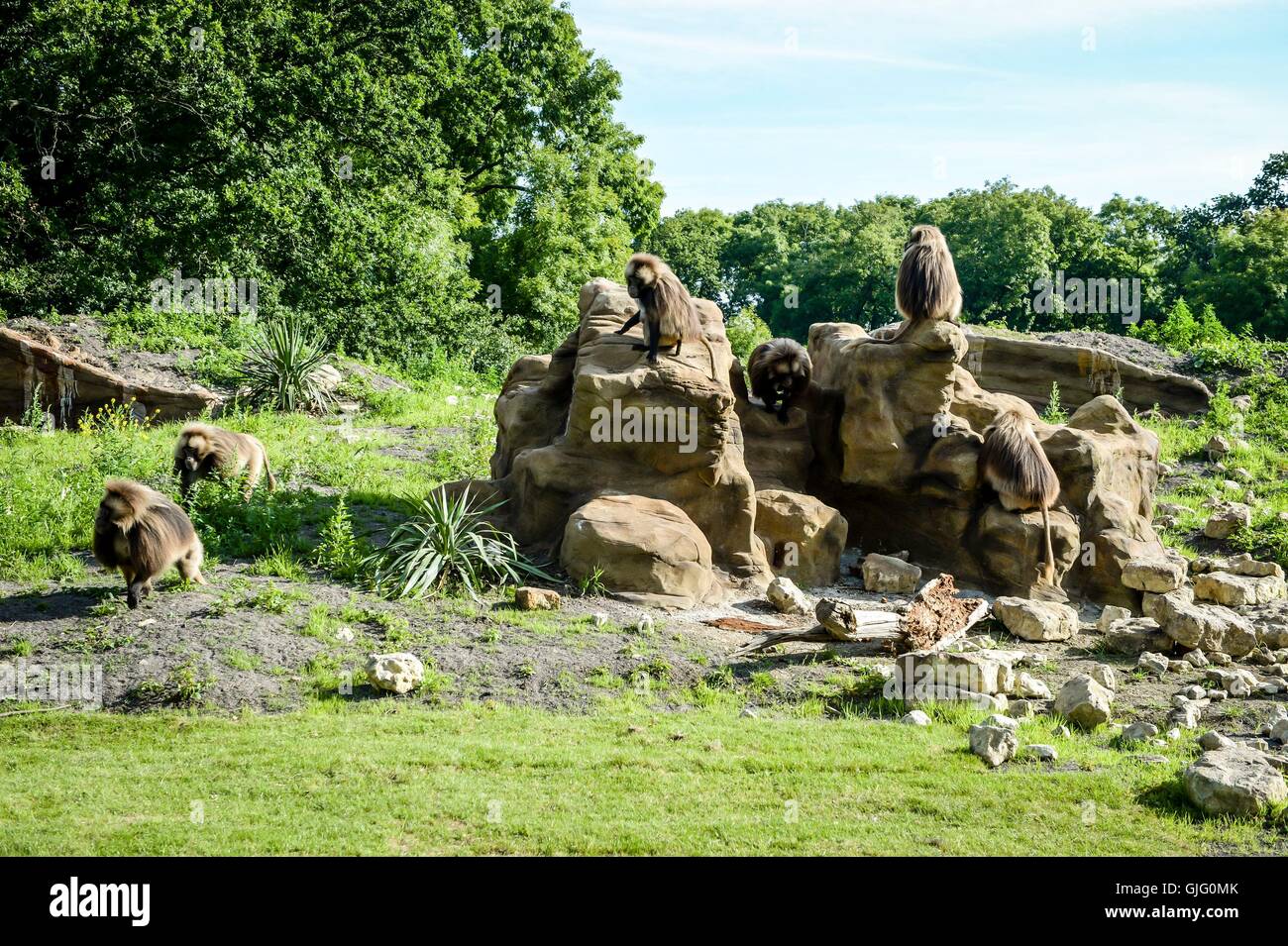 A troop of Gelada baboons play in the hot weather at the new Gelada ...