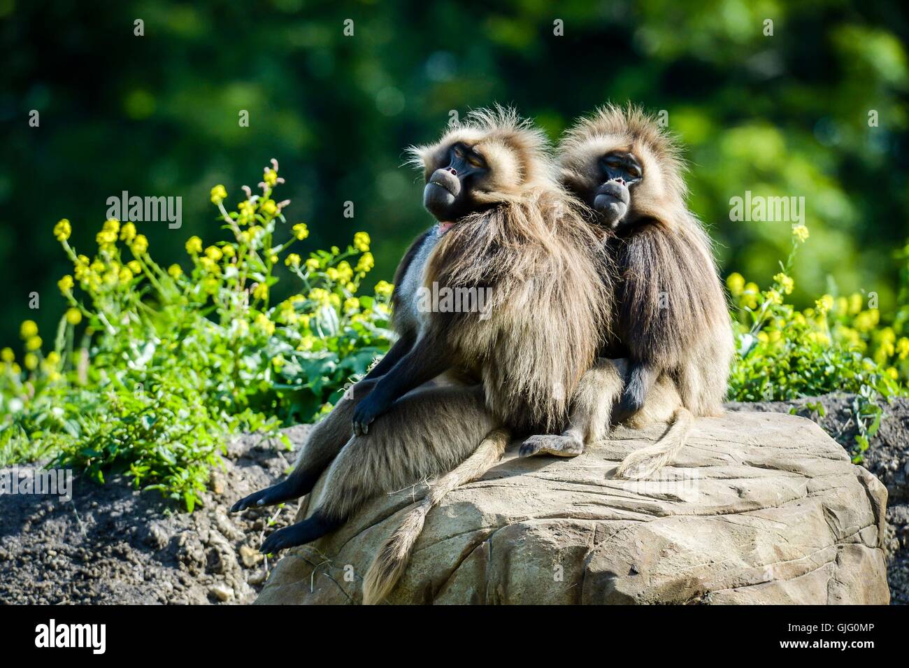 A pair of Gelada baboons relax in the hot weather at the new Gelada ...