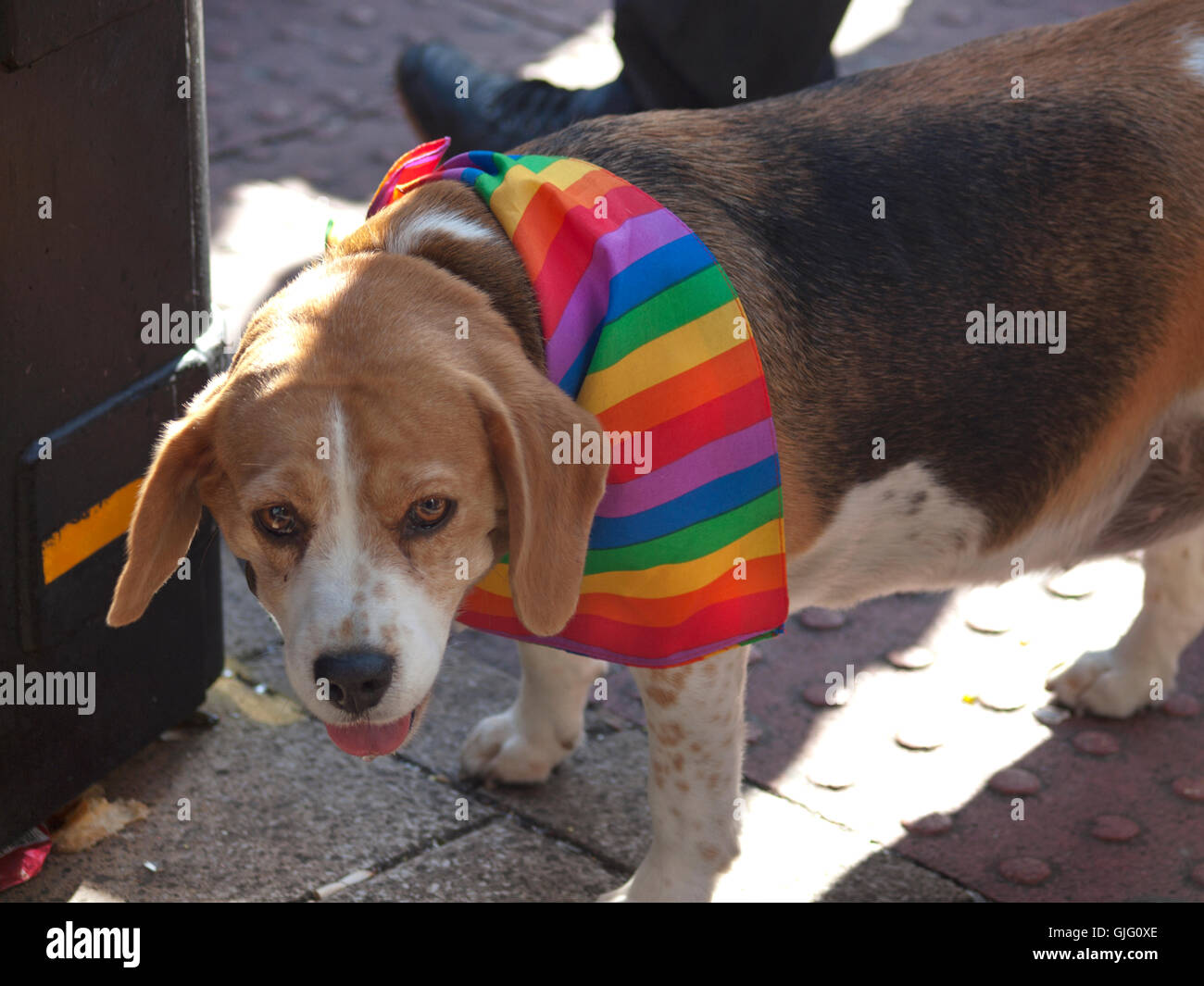 Pride rainbow dog hi-res stock photography and images - Alamy