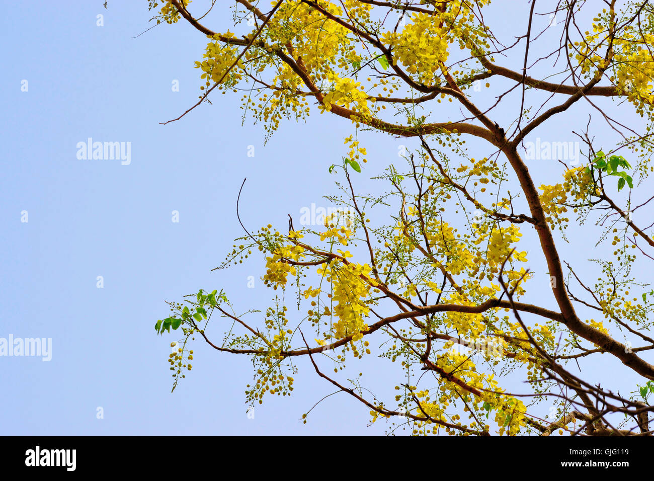 A tree with yellow flowers and green leaves captured in Alwar Rajasthan ...