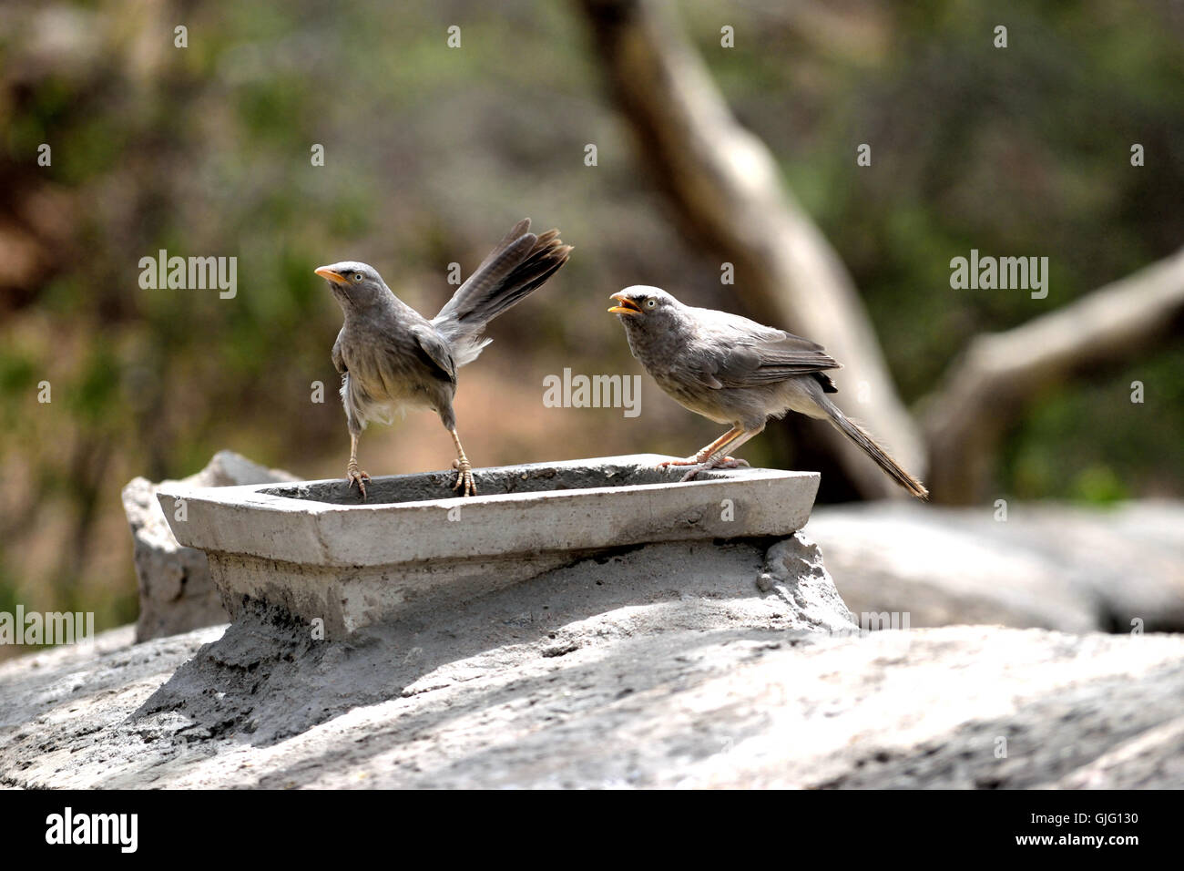 Birds of rajasthan hi-res stock photography and images - Alamy