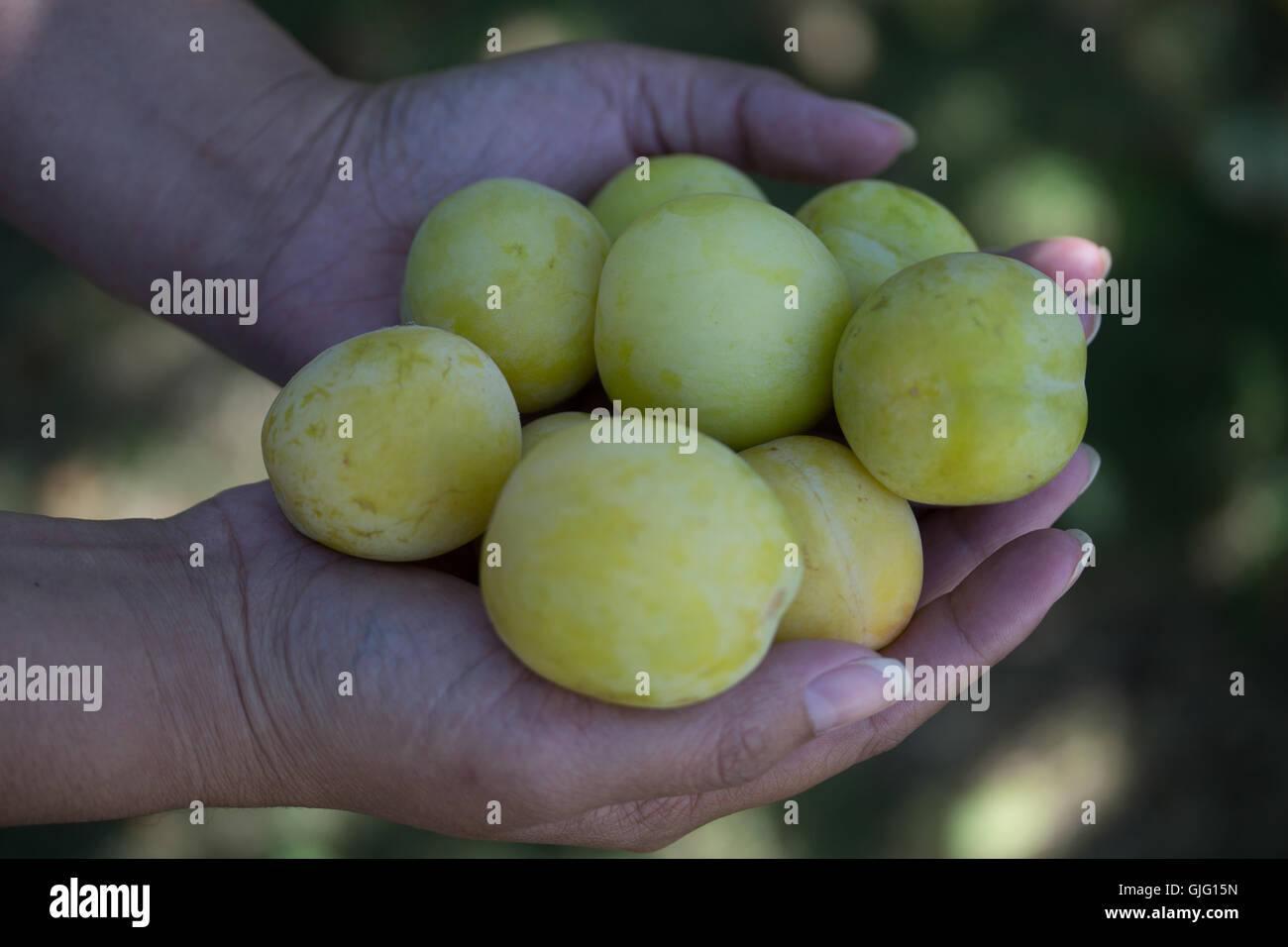 A batch of ripened plums known as an Oullins Golden Gage or Oullins ...