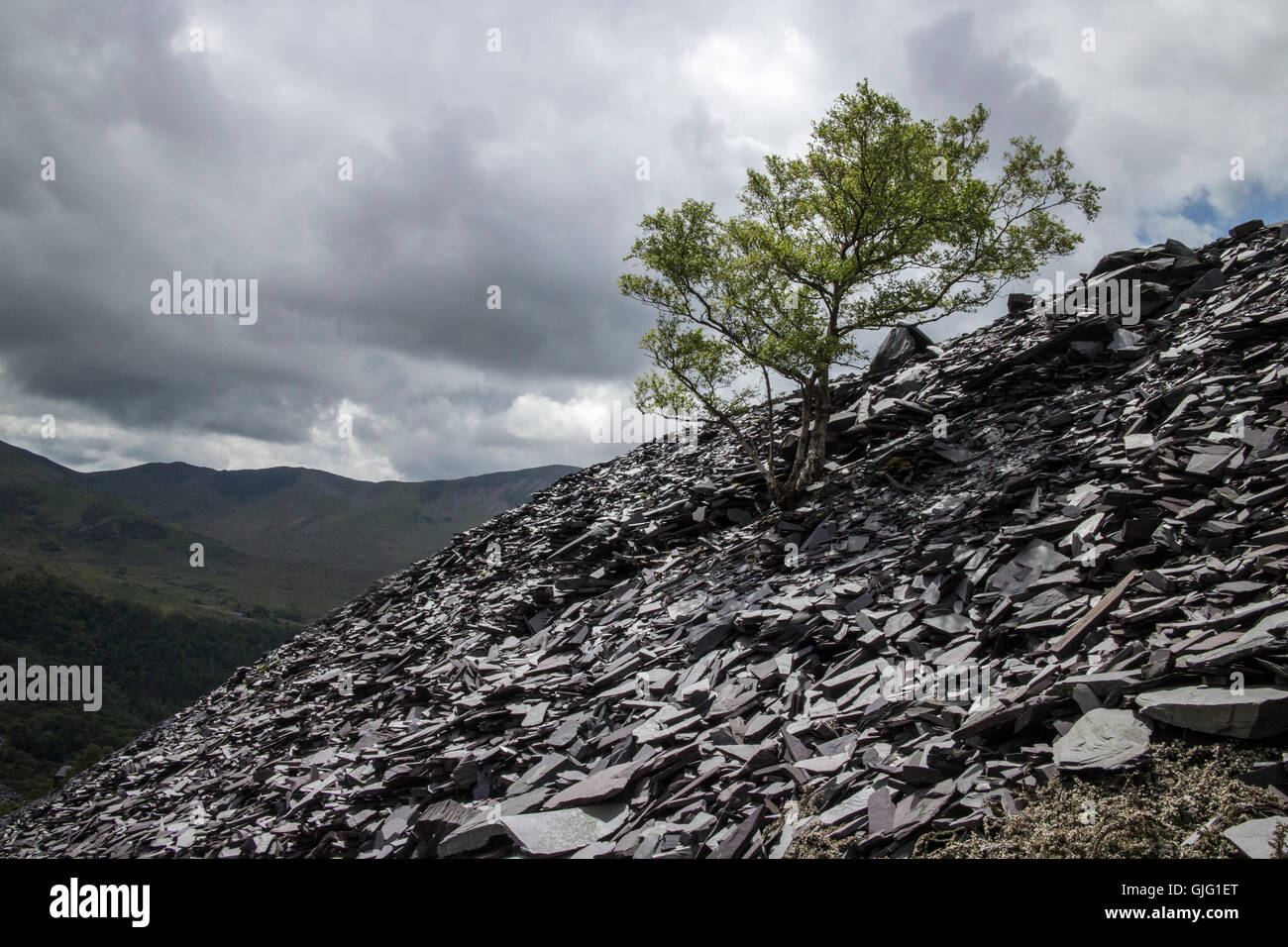 Lone Tree, Dinorwig Slate Quarry, Snowdonia, Wales Stock Photo - Alamy