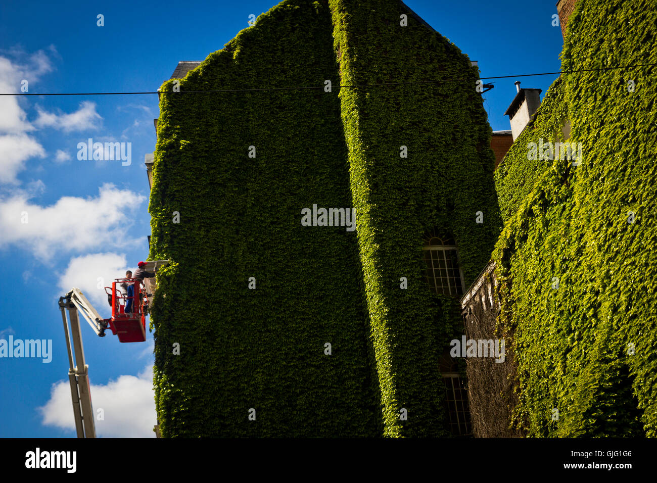 Crane gardening on a vine-covered building in Brussels, Belgium Stock ...