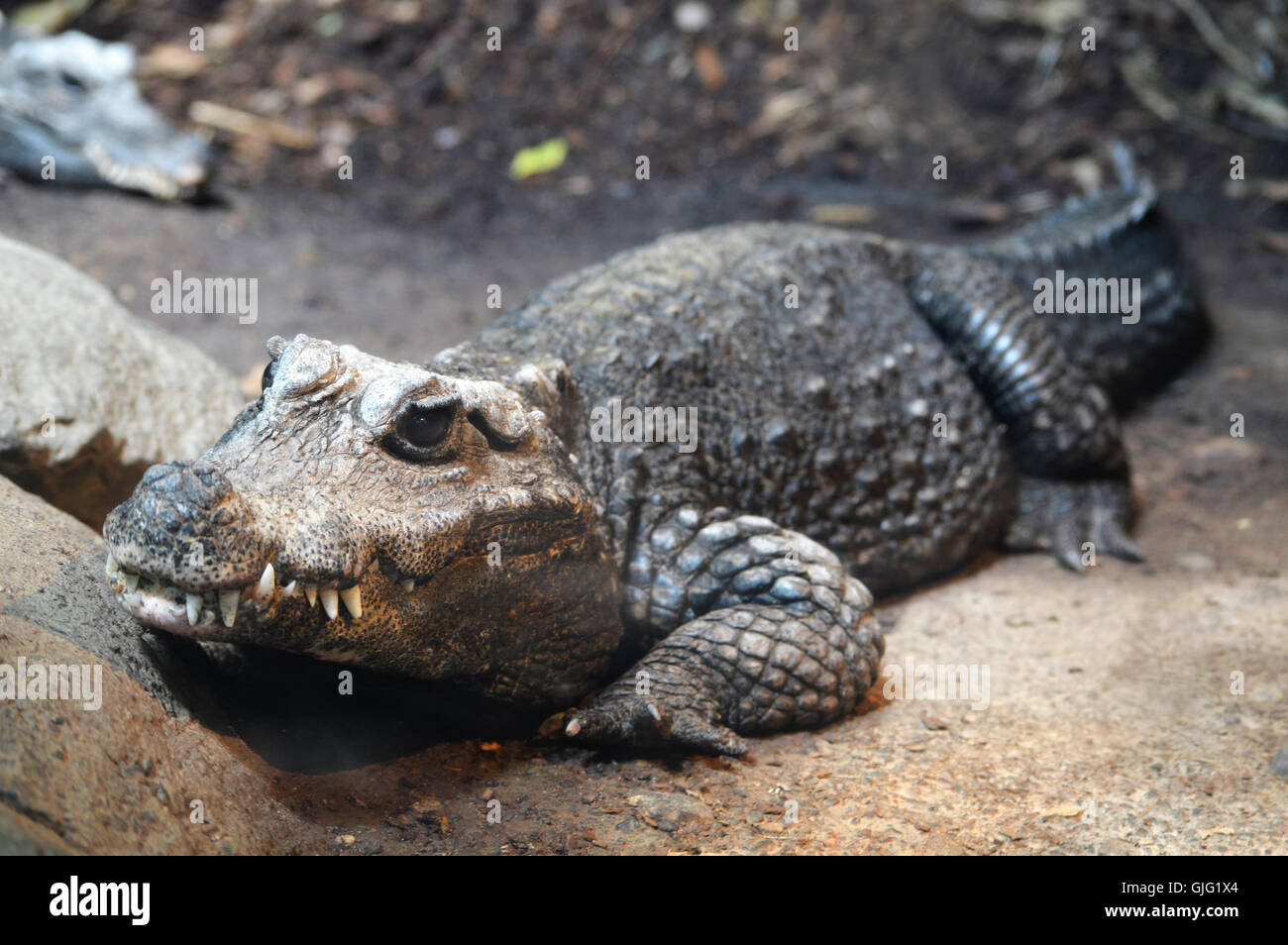 Crocodile body hi-res stock photography and images - Alamy