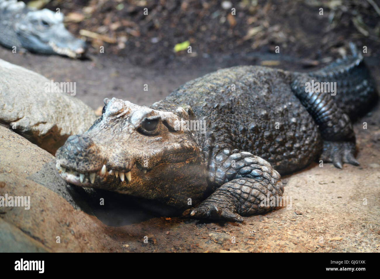 Crocodile body hi-res stock photography and images - Alamy
