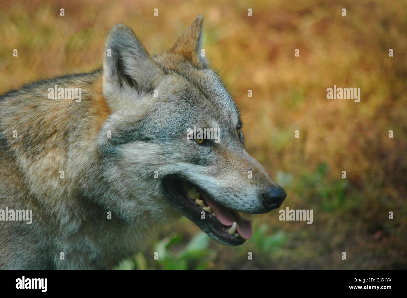 zoo wolf fence Stock Photo - Alamy