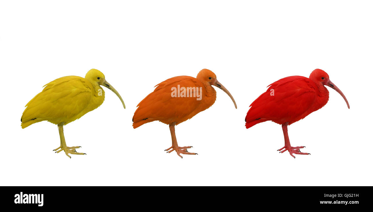 from the forgery to original Stock Photo - Alamy