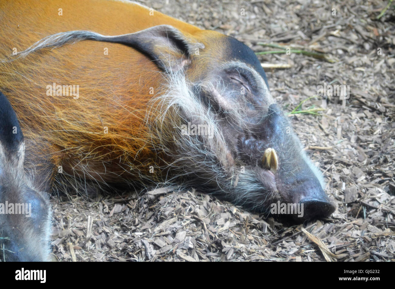 Red River Hog Stock Photo - Alamy