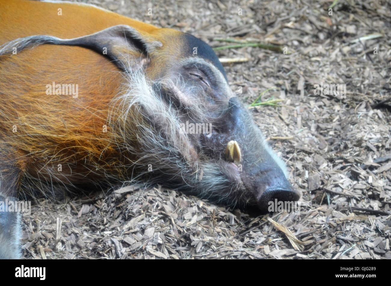 Red river hog face hi-res stock photography and images - Alamy