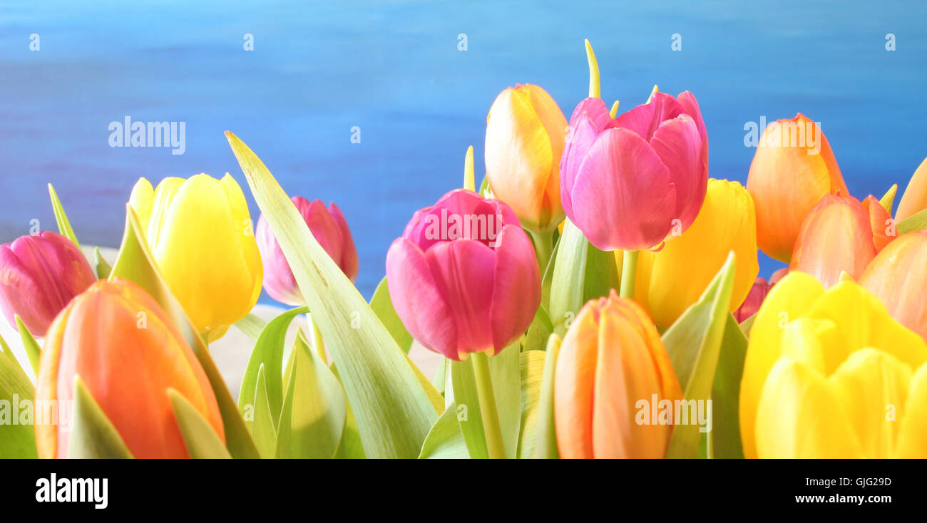 Spring awakening hi-res stock photography and images - Alamy