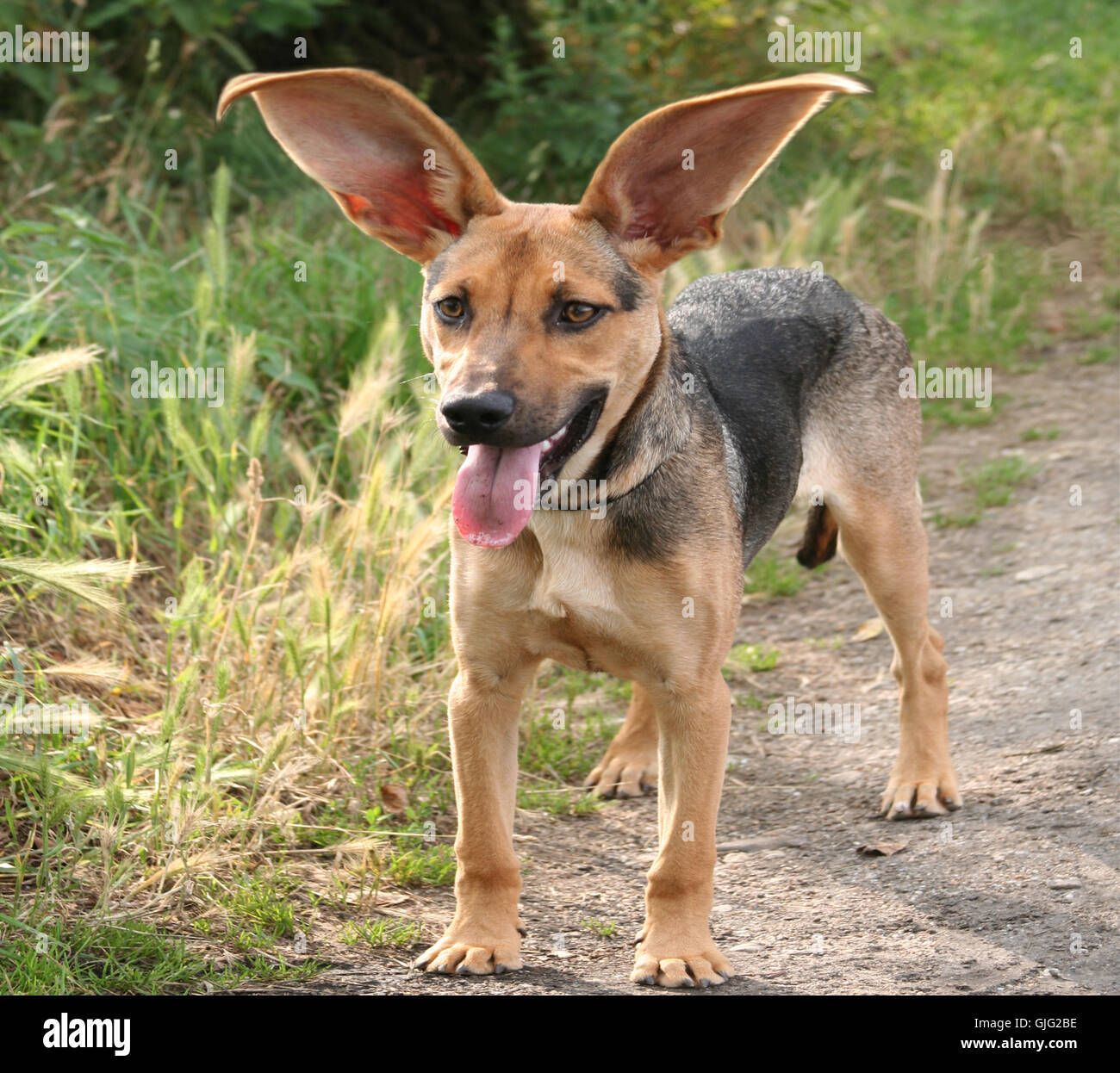 flying dog ii Stock Photo - Alamy