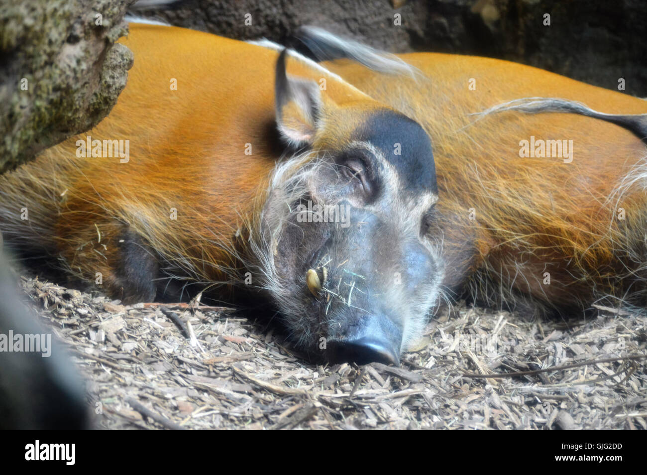 Red River Hog Stock Photo - Alamy